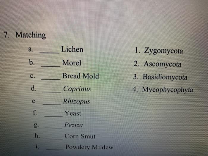 Solved 7. Matching a. Lichen b. Morel 1. Zygomycota 2. | Chegg.com