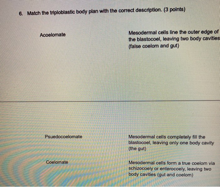 Solved 6. Match the triploblastic body plan with the correct | Chegg.com