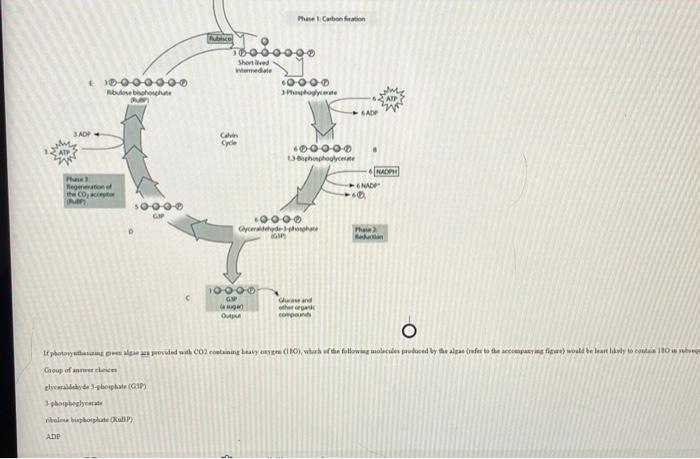 Solved ATP E ADP 3 ADP- Luarda 30 Ribulose bisphosphate | Chegg.com