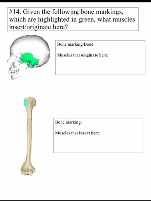Solved #14. Given the following bone markings, which are | Chegg.com