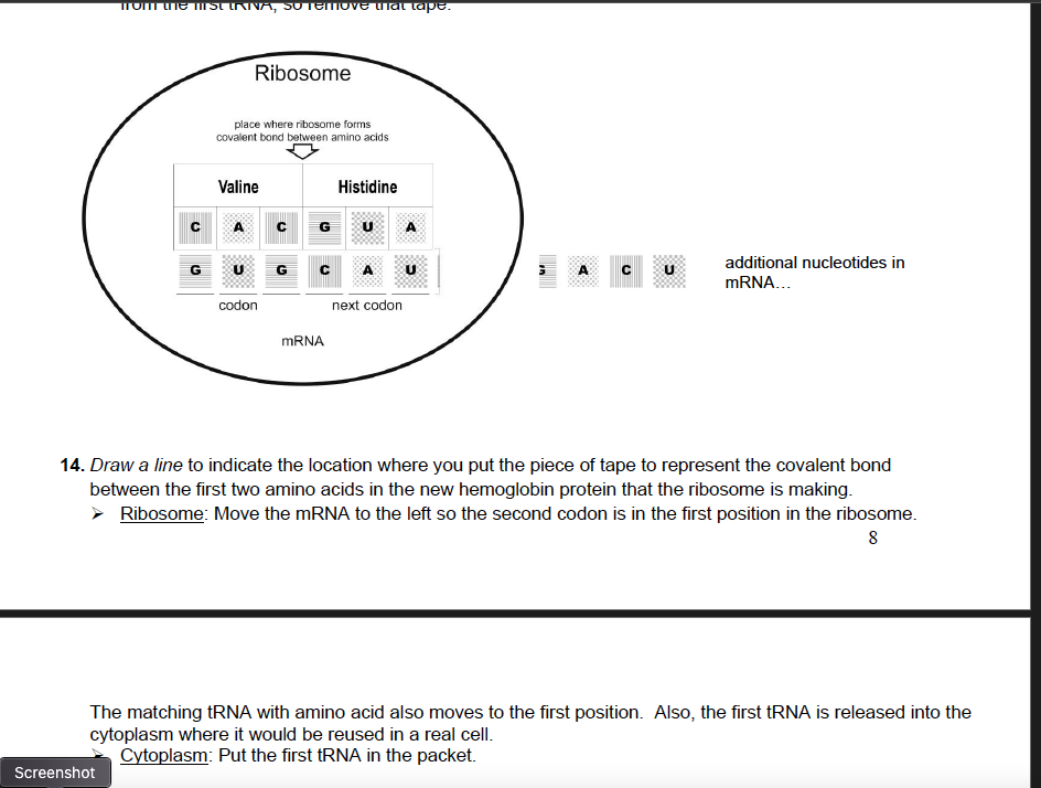 Solved The matching tRNA with amino acid also moves to the | Chegg.com