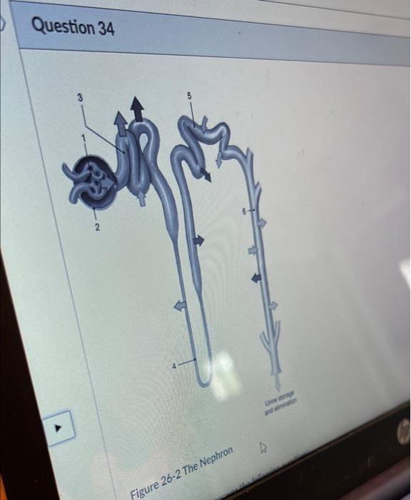 Solved Unge and on Figure 26-2 The Nephron Use Figure 26-2 | Chegg.com Solved Unge and on Figure 26-2 The Nephron Use Figure 26-2 | Chegg.com