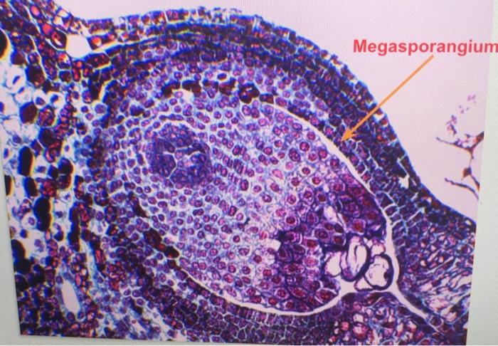 Solved Sporophyte (pine stem and leaves) Gametophyte | Chegg.com