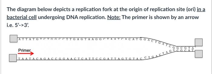 Solved The diagram below depicts a replication fork at the | Chegg.com
