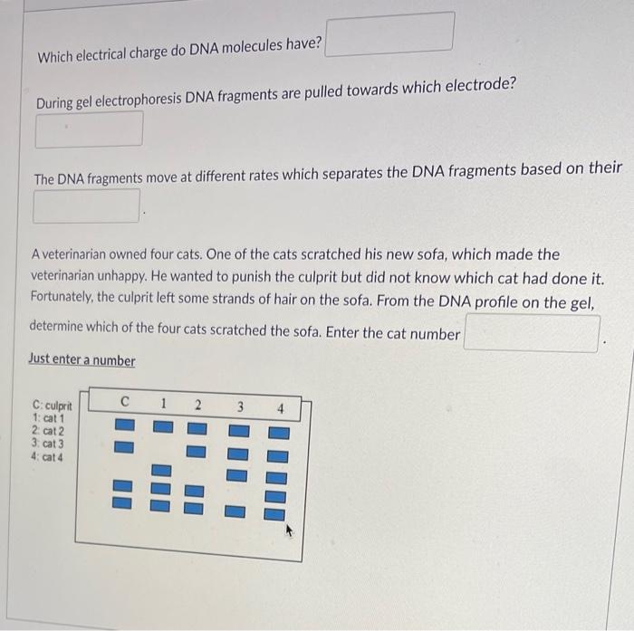 Solved Which electrical charge do DNA molecules have? During | Chegg.com