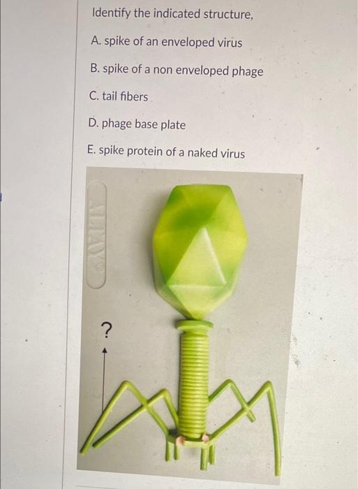 Solved Identify the indicated structure, A. spike of an | Chegg.com