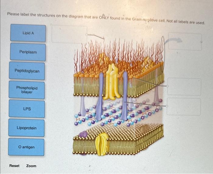 Solved 1. Which of the following bacterial structures is | Chegg.com