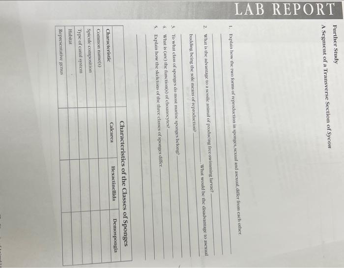 Solved Core Study Subphylum Date. Genus Sycon External View | Chegg.com