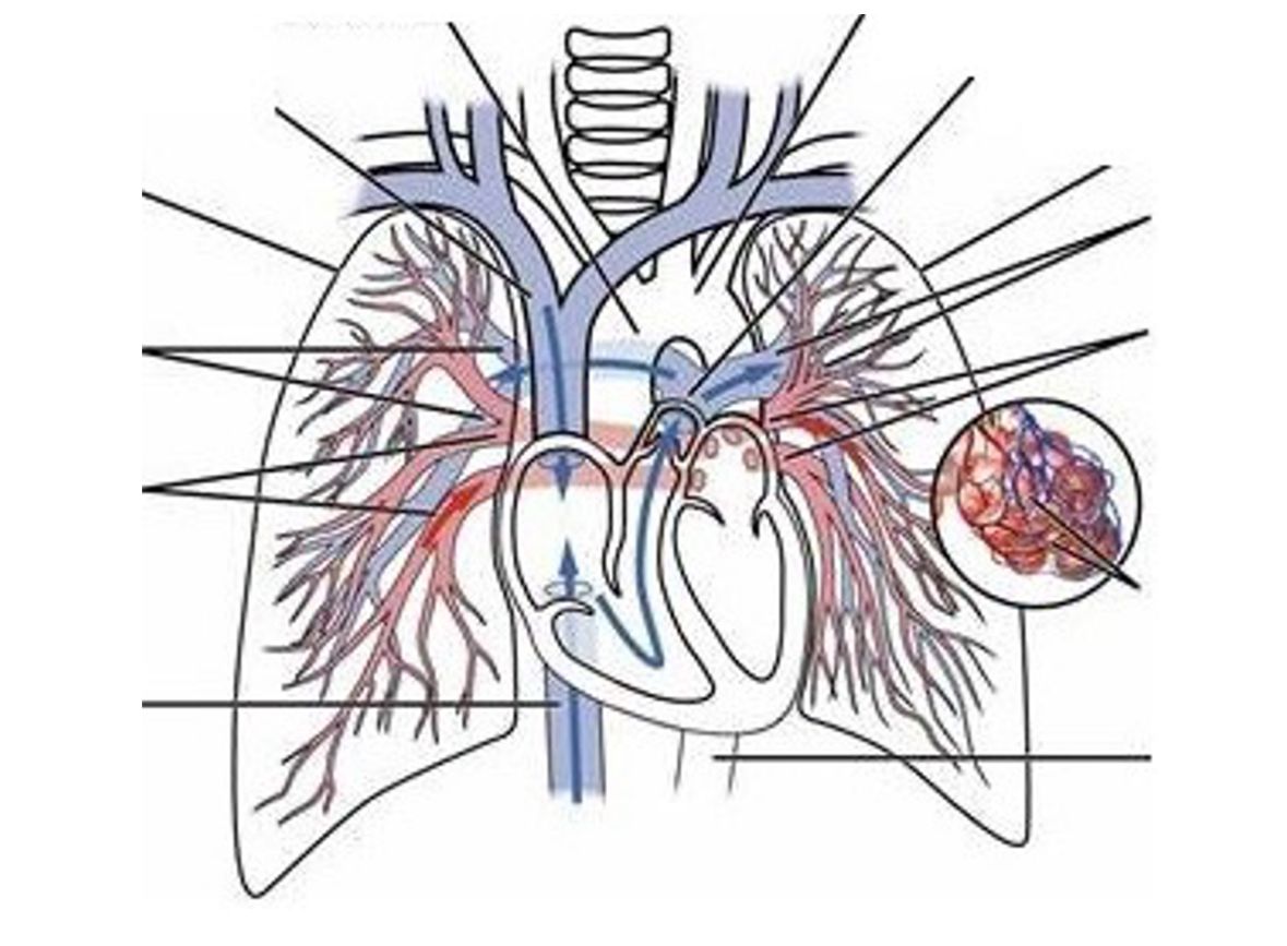 Solved Trace the path of oxygen molecules from an alveolus | Chegg.com