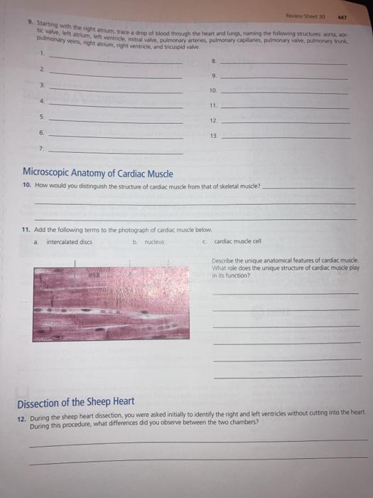 Solved EXERCISE ACS Anatomy of the Heart Name Lab Time/Date | Chegg.com