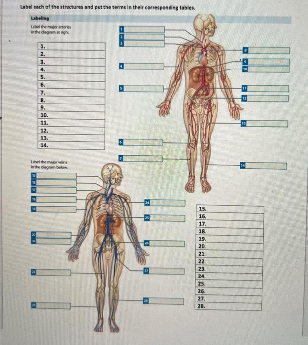 Solved Label each of the structures and put the terms in the | Chegg.com