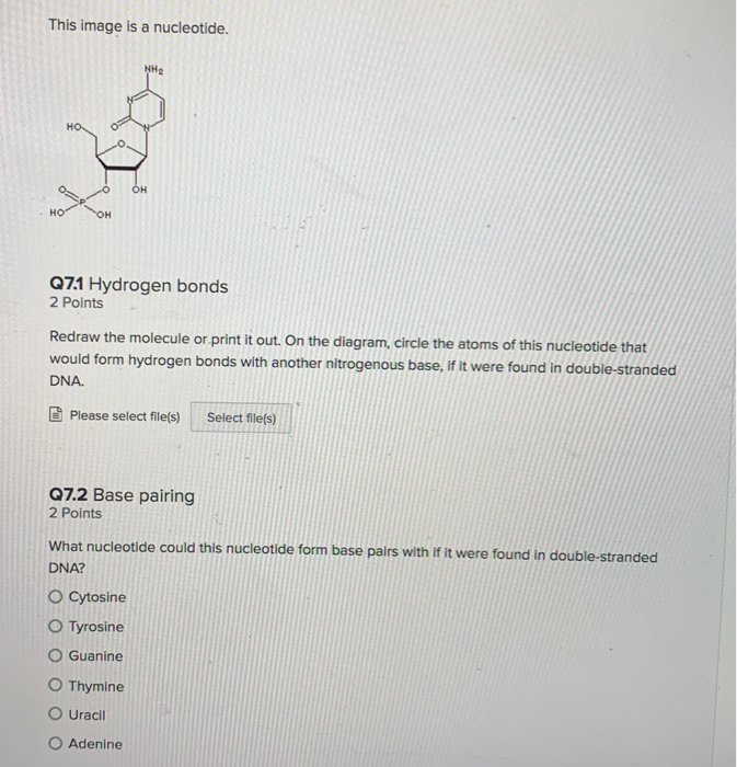 Solved This image is a nucleotide. NH2 OH HO OH Q7.1 | Chegg.com