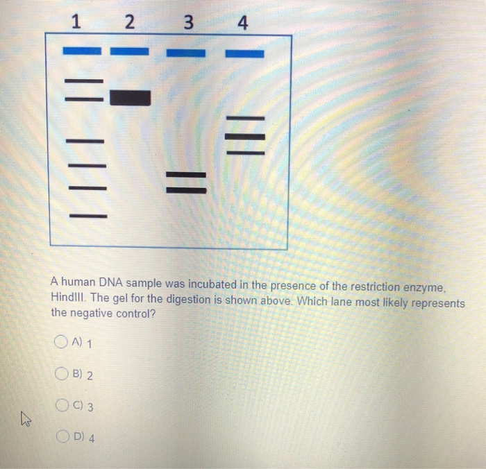 Solved 2 3 4 +1 IL |||| TIL A human DNA sample was incubated | Chegg.com