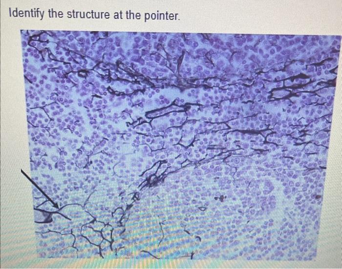 Solved Identify the structure at the pointer. Identify the | Chegg.com
