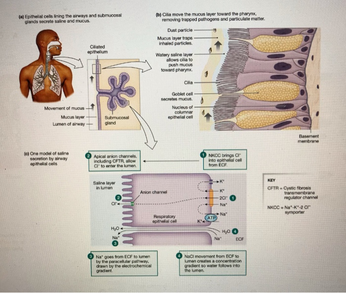 Solved Paracellular diffusion of Nat. drawn by | Chegg.com