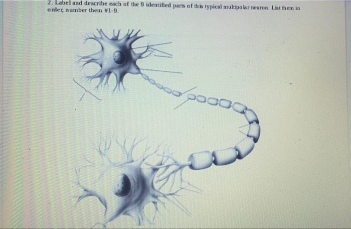 Solved 2. Label and describe each of the 9 identified parts | Chegg.com
