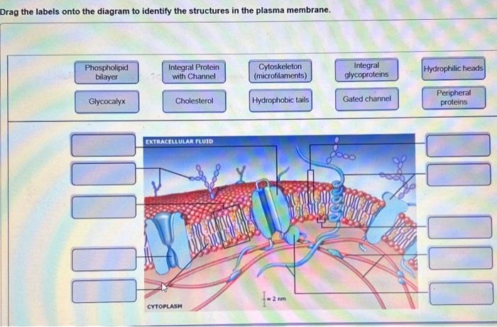 Drag the labels onto the diagram to identify the | Chegg.com