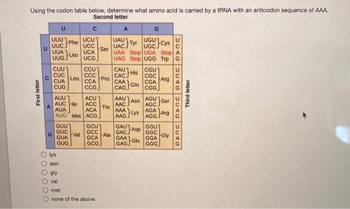 Solved Using the codon table below, determine what amino | Chegg.com