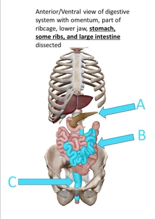 Solved Anterior/Ventral view of digestive system with | Chegg.com