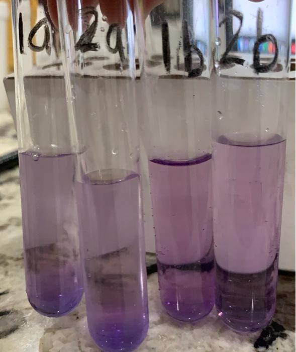 Solved Tests Results (+ or -) Test tube la (tube in ice): | Chegg.com