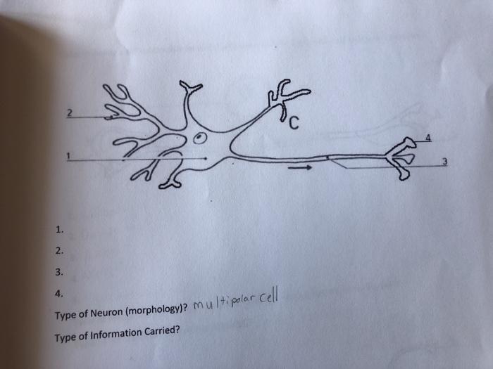 Solved we 뜻 2 3 2. 3. 4. Type of Neuron (morphology)? | Chegg.com