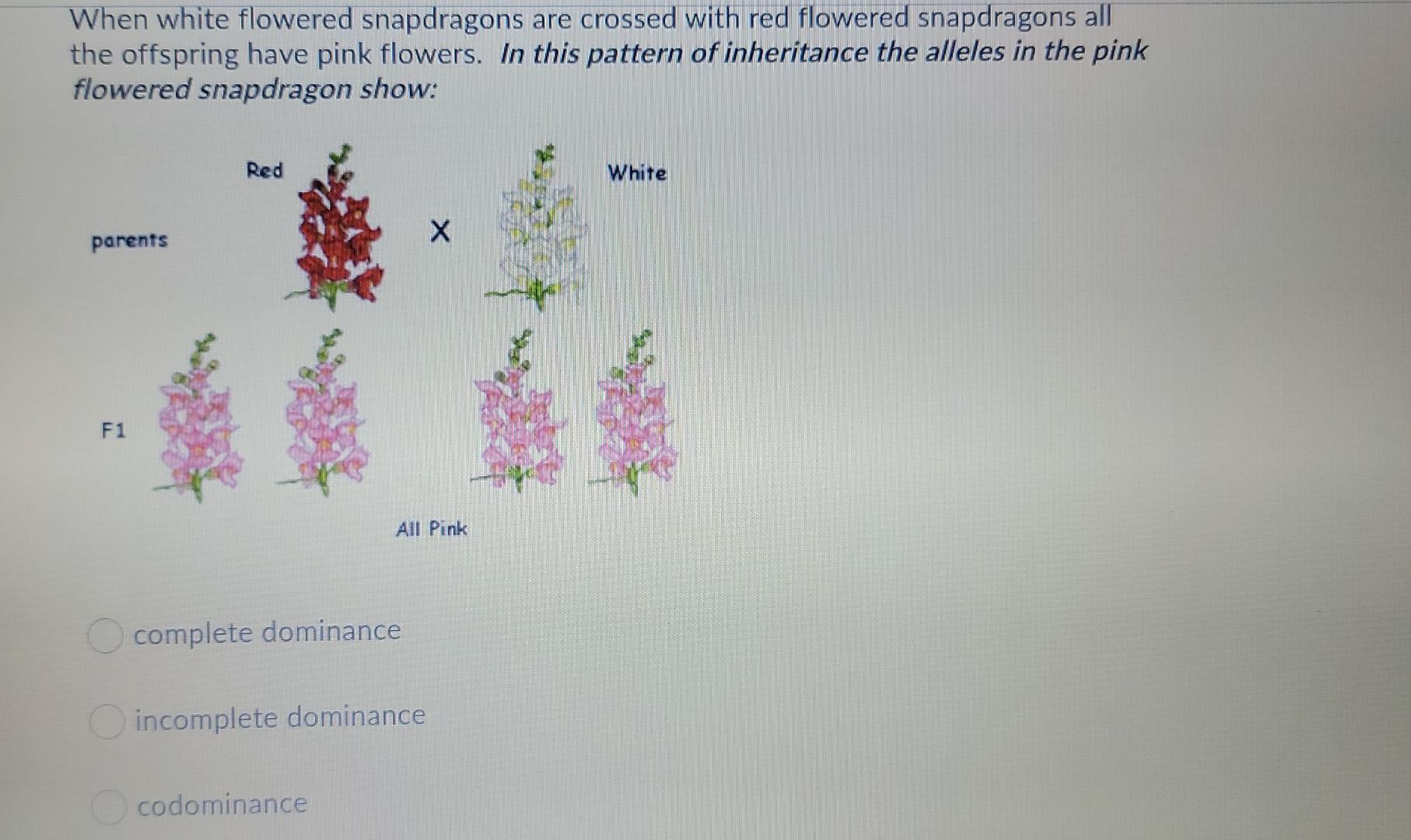 Solved When white flowered snapdragons are crossed with red | Chegg.com