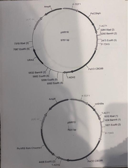 Solved 1. (4 pts) From the plasmid maps provided for pWR10, | Chegg.com