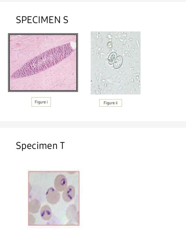 Solved Label the specimen and the figures in each | Chegg.com