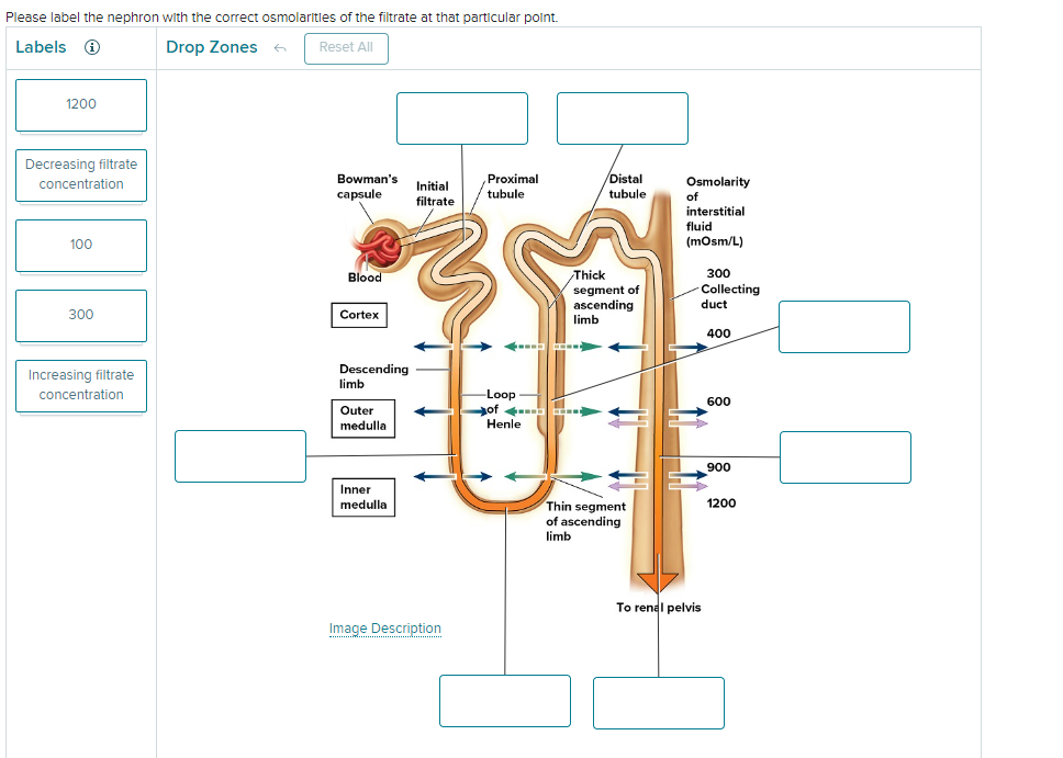 Solved Please label the nephron with the correct | Chegg.com