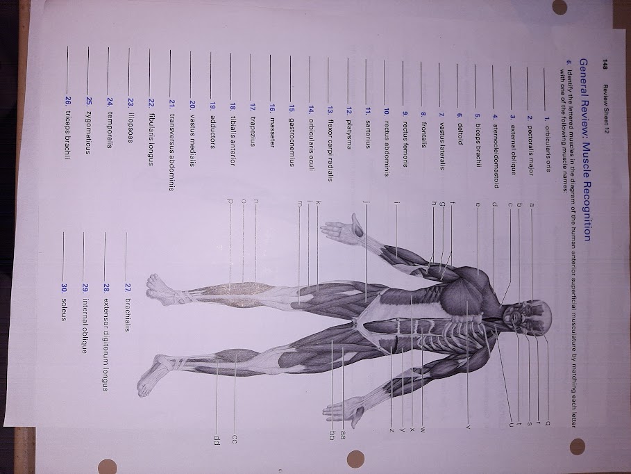 Solved General Review: Muscle Recognition 6. ﻿Identify the | Chegg.com