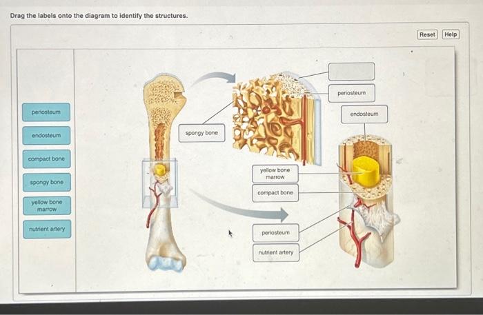 In The Diagram What Is The Structure Labeled 1 Review Sheet