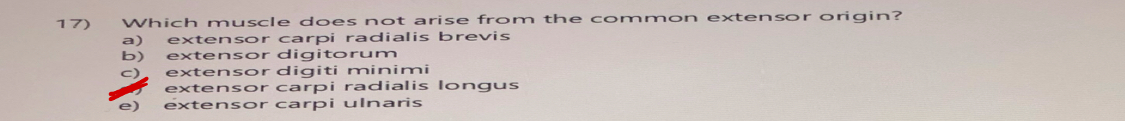 Solved Which muscle does not arise from the common extensor | Chegg.com