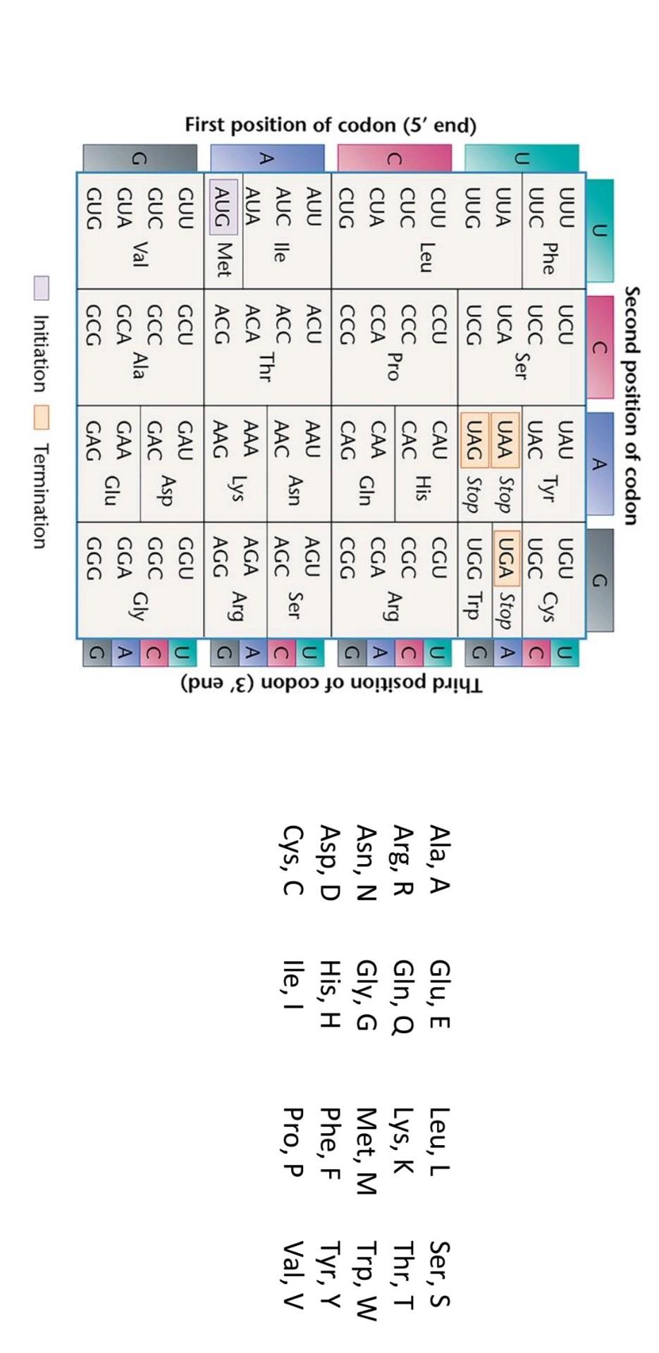 Solved Second position of codon A U UUU UUC Phe UCU UCC Ser | Chegg.com
