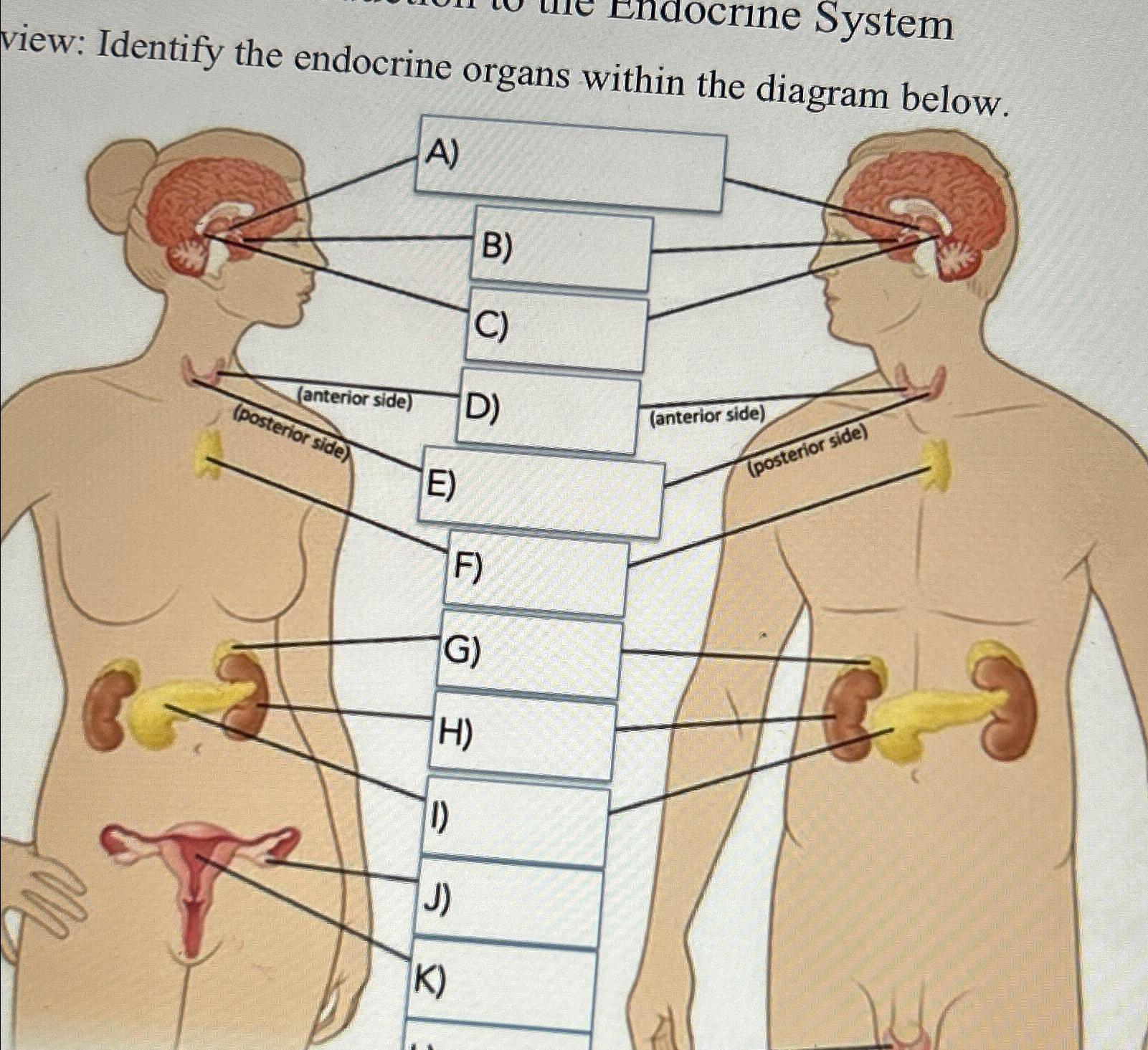 Solved view: Identify the endocrine organs within the | Chegg.com