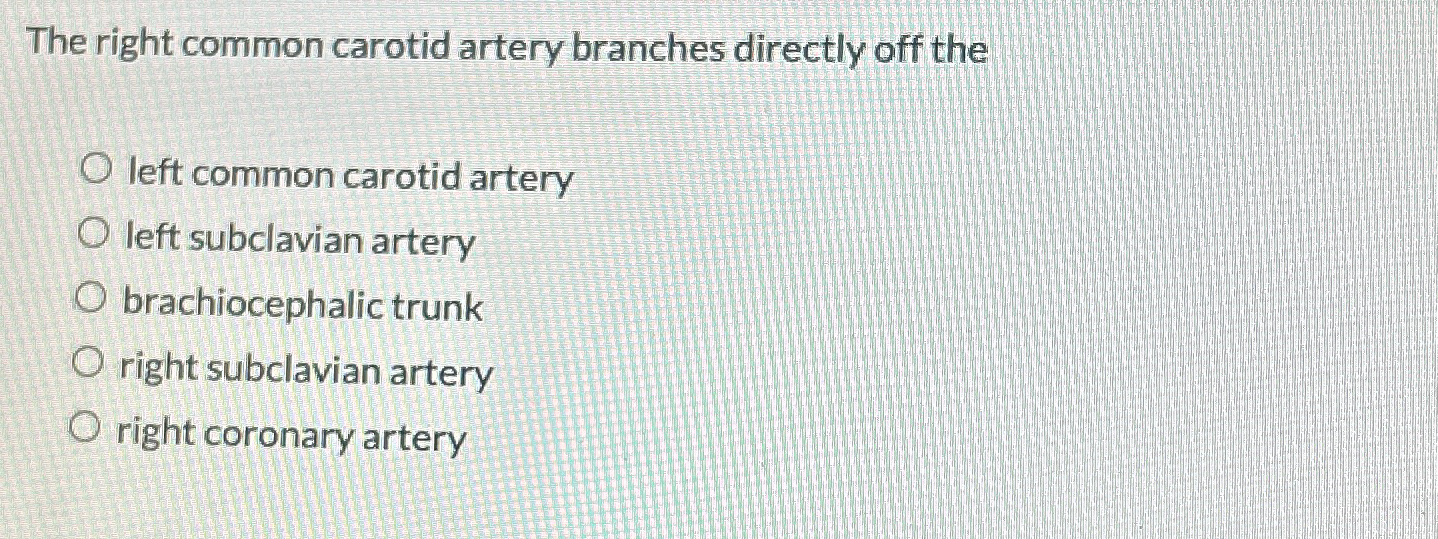 Solved The right common carotid artery branches directly off | Chegg.com
