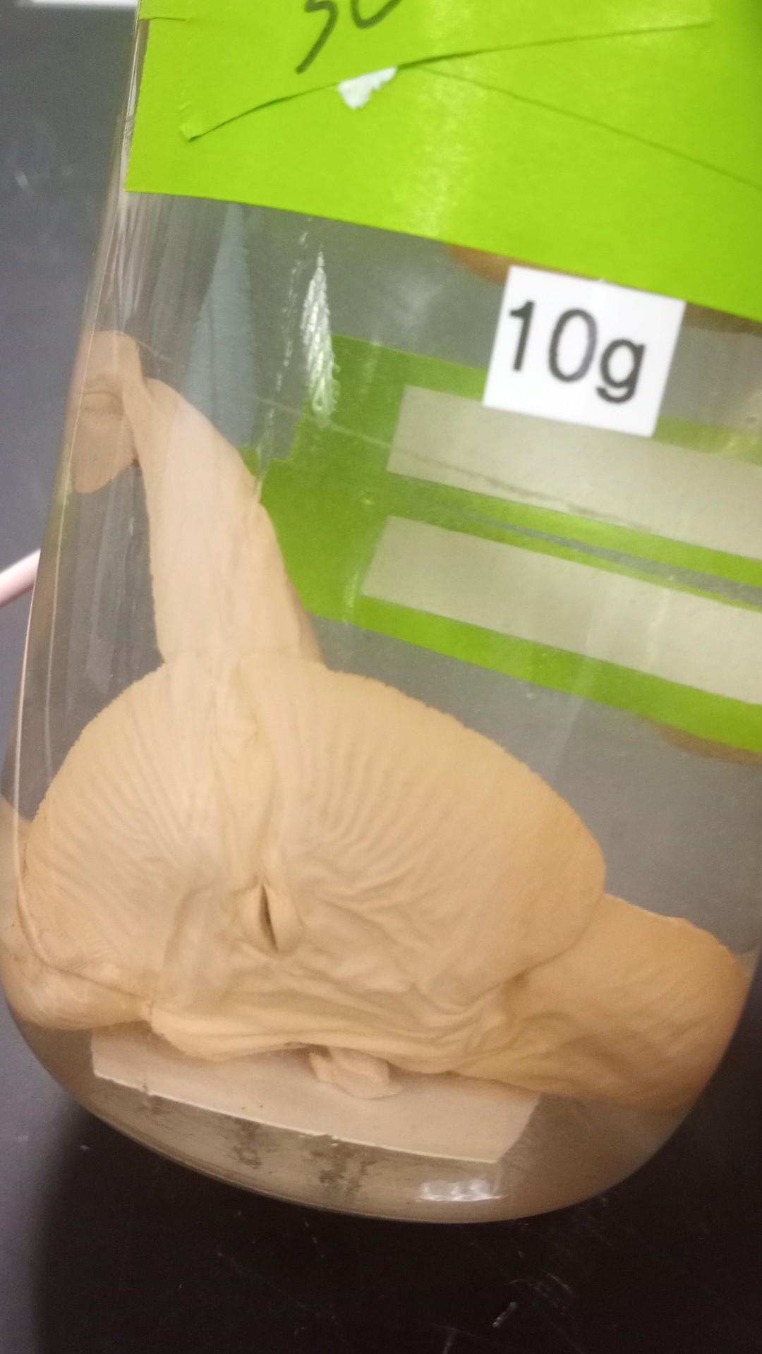 Solved 29. what class does this organism belong? 30 | Chegg.com