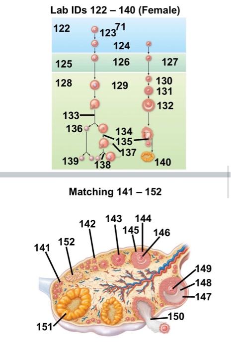 Solved Matching 196 – 200 (Female) A. Stratum functionalis | Chegg.com