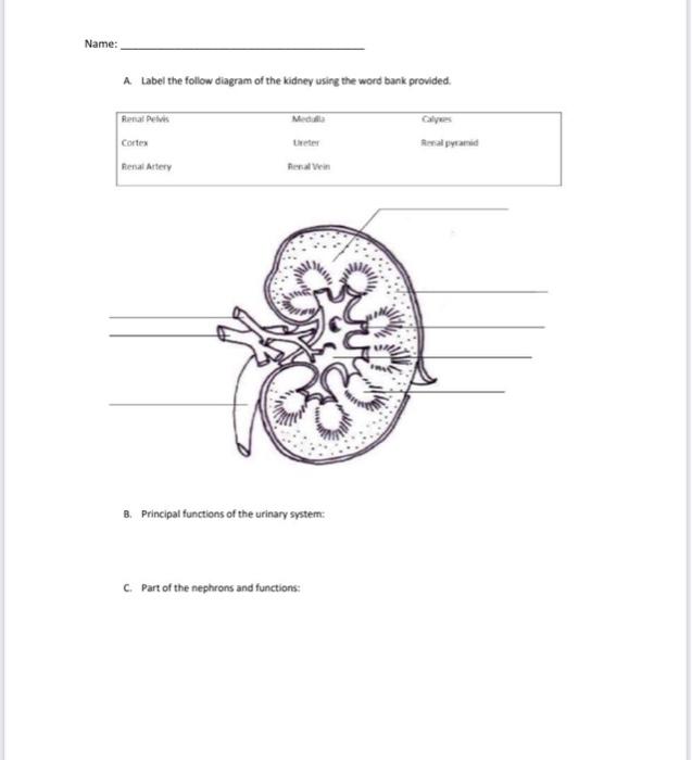 Solved Name: A. Label the follow diagram of the kidney using | Chegg.com