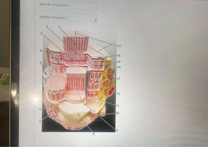 Solved Identify structure Identify structure | Chegg.com
