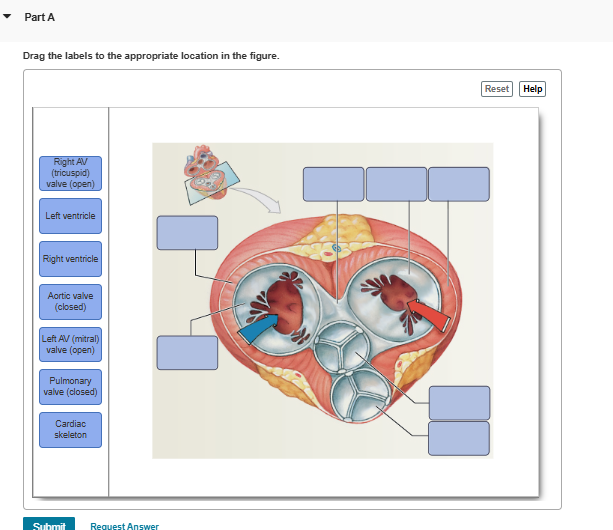 Solved Art-labeling Activity: Valves of the heart 5 ﻿of 22 | Chegg.com