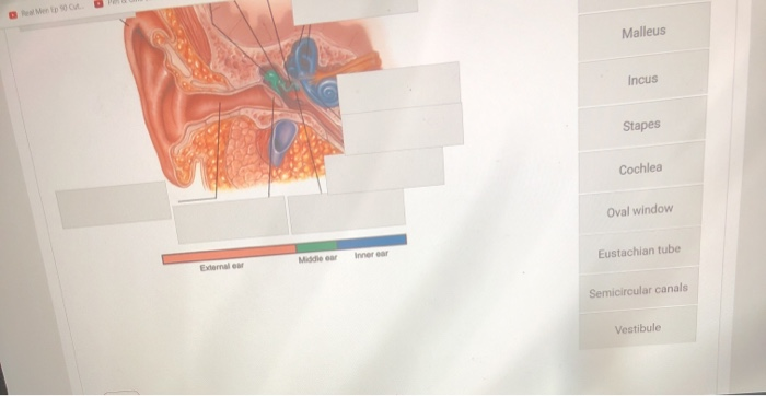 Solved 1. Identify the structures of the ear. Auricle | Chegg.com