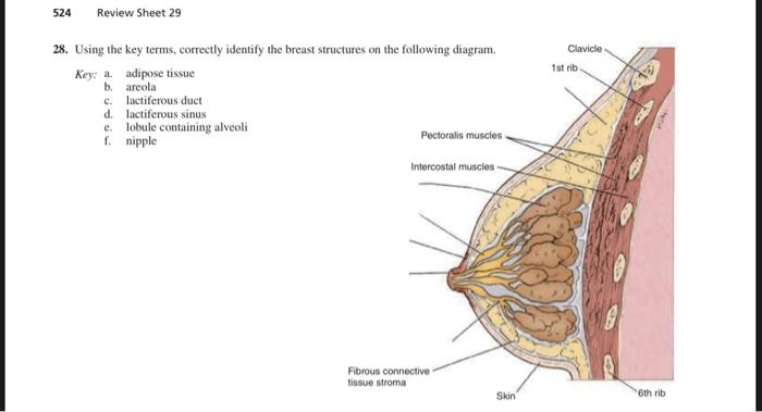 Solved 26. On the diagram showing the sagittal section of | Chegg.com