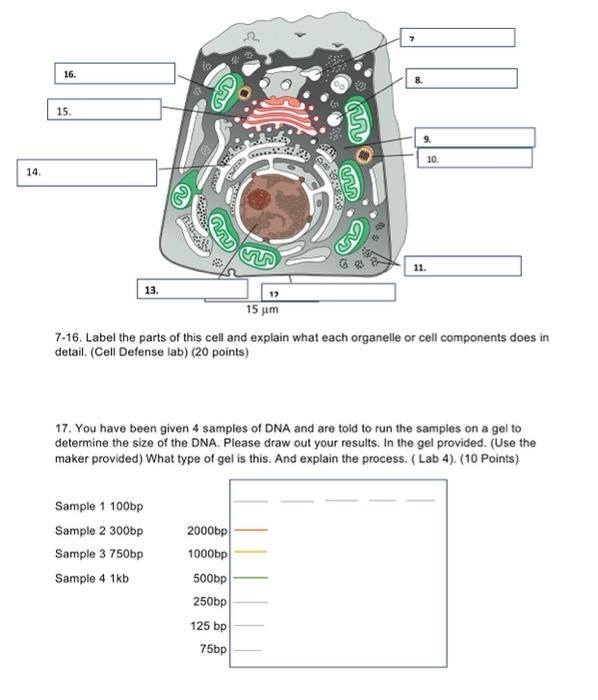 Solved help please answer, class is cell biology | Chegg.com Solved help please answer, class is cell biology | Chegg.com