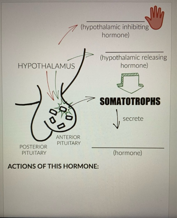 Solved (hypothalamic inhibiting hormone) (hypothalamic | Chegg.com