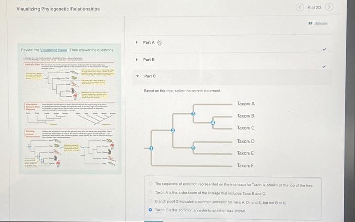 Solved Visualizing Phylogenetic Relationships Review the | Chegg.com