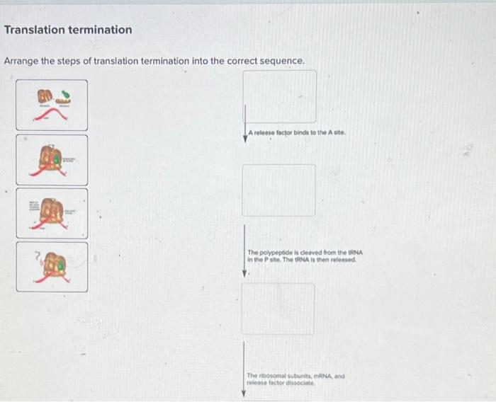 Translation termination Arrange the steps of | Chegg.com