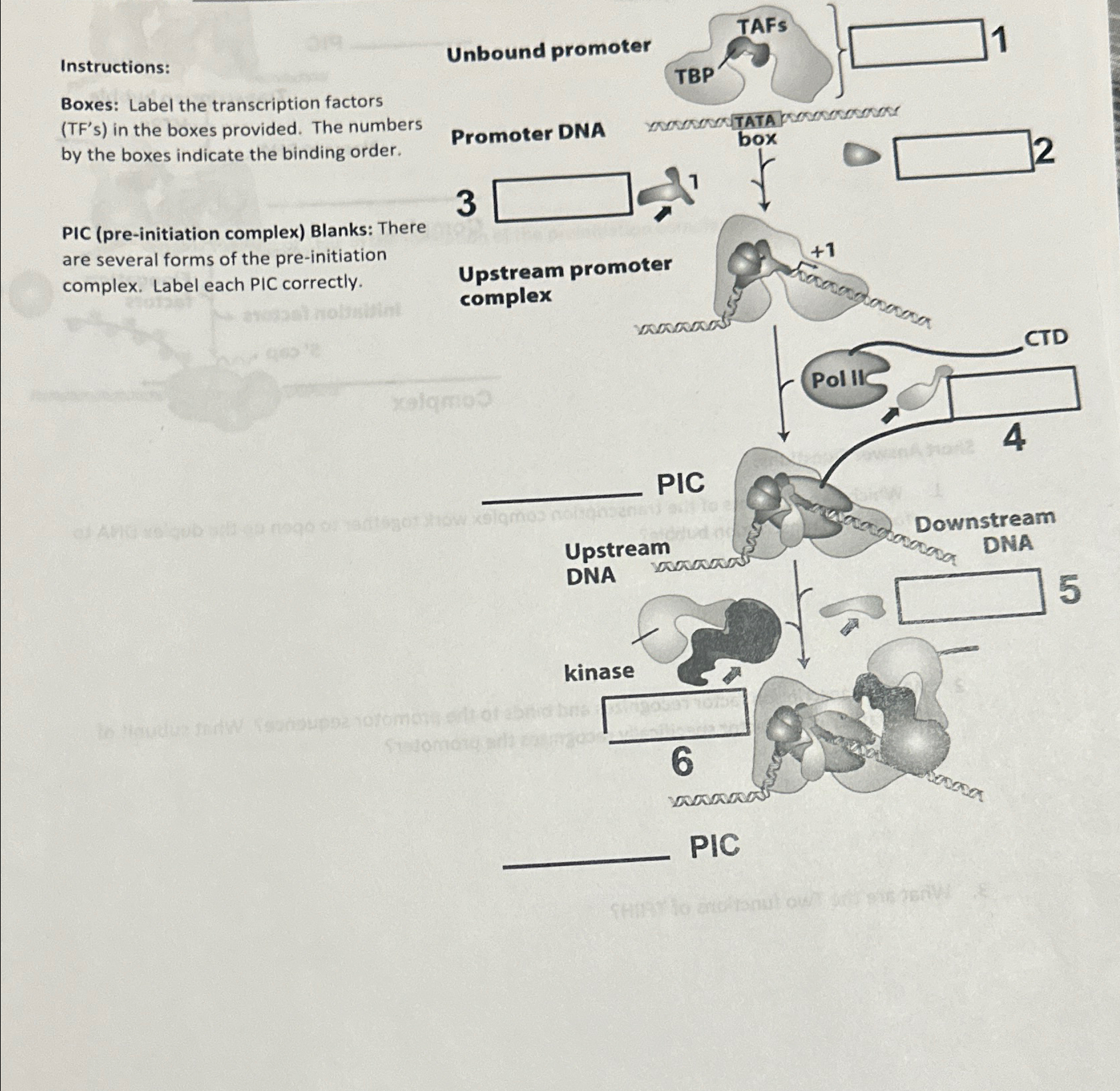 Solved Instructions:Boxes: Label the transcription factors | Chegg.com