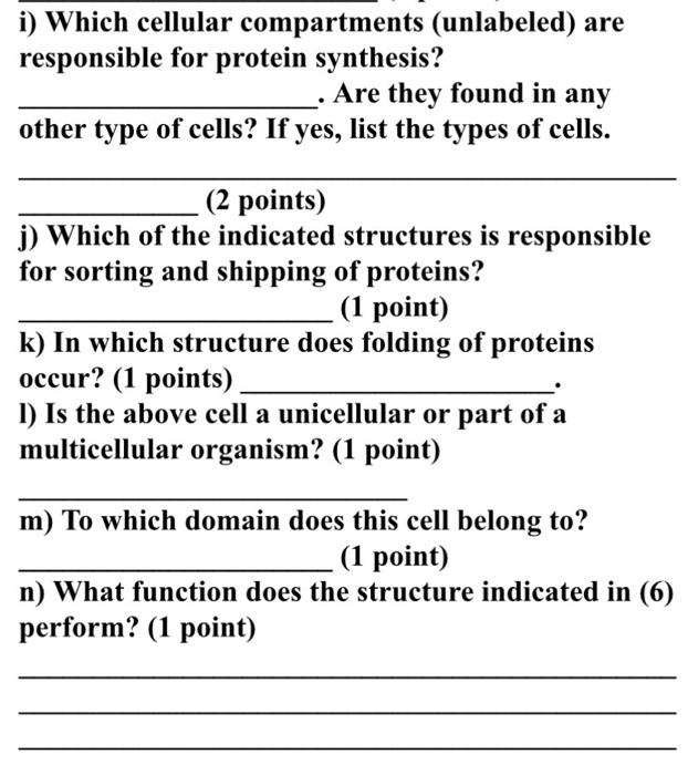 Solved 5. i) Which cellular compartments (unlabeled) are | Chegg.com
