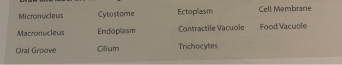 Solved Procedure Examine the "Euglena (w.m)" prepared slide; | Chegg.com