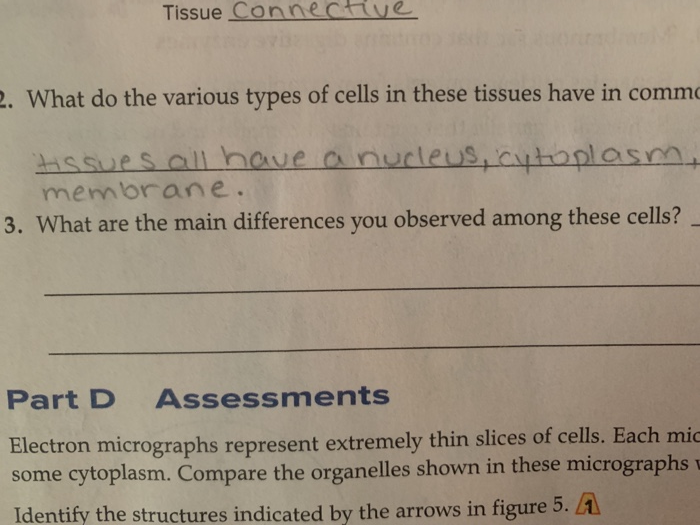 Solved Tissue connective 2. What do the various types of | Chegg.com